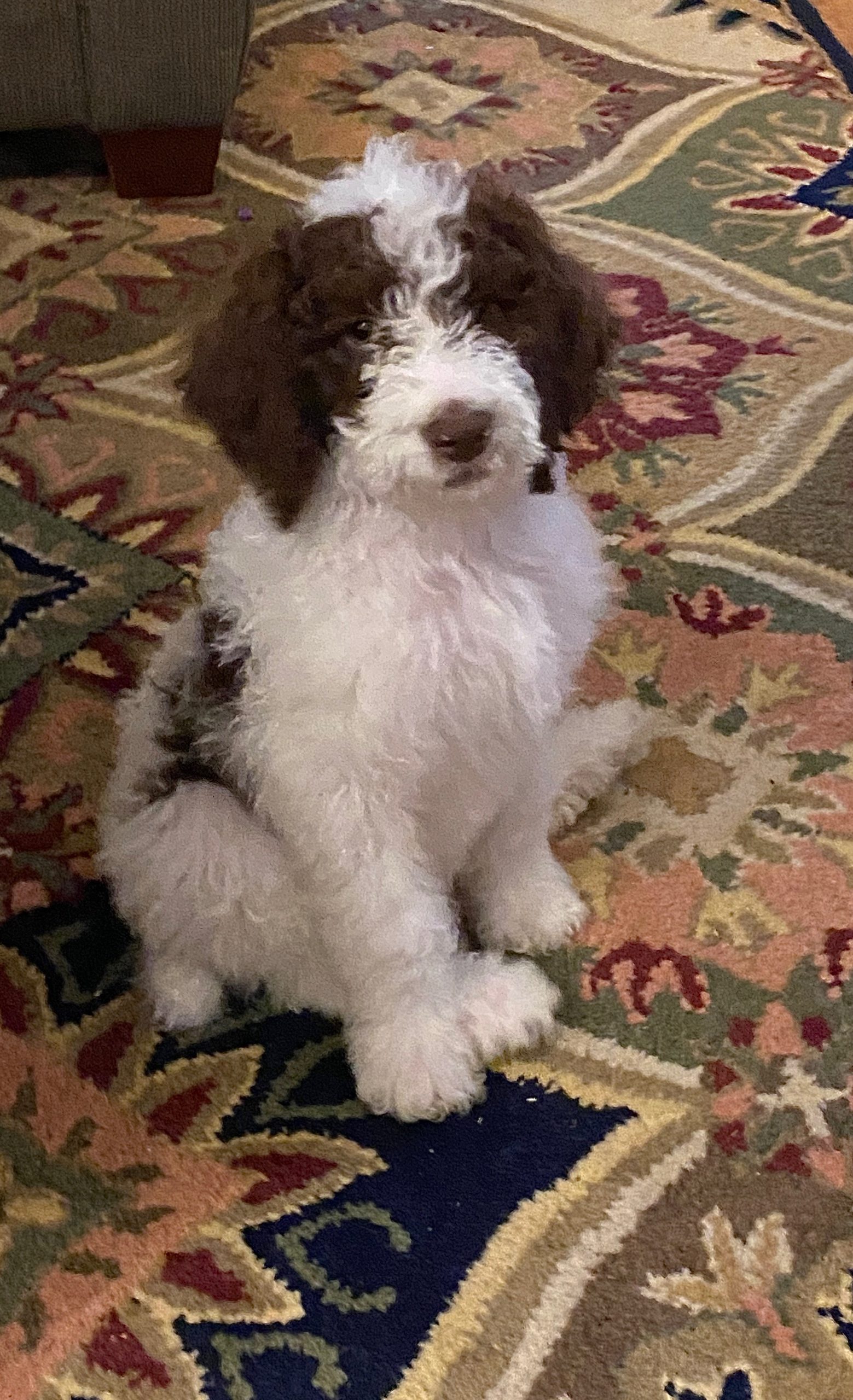 Baby Pic of Augie - Doodle Patch Farm
