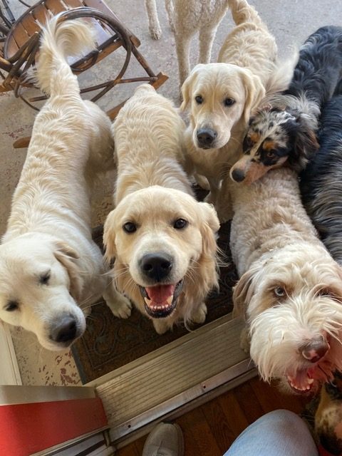 The Puppies Are Coming! The Puppies Are Coming! - Doodle Patch Farm