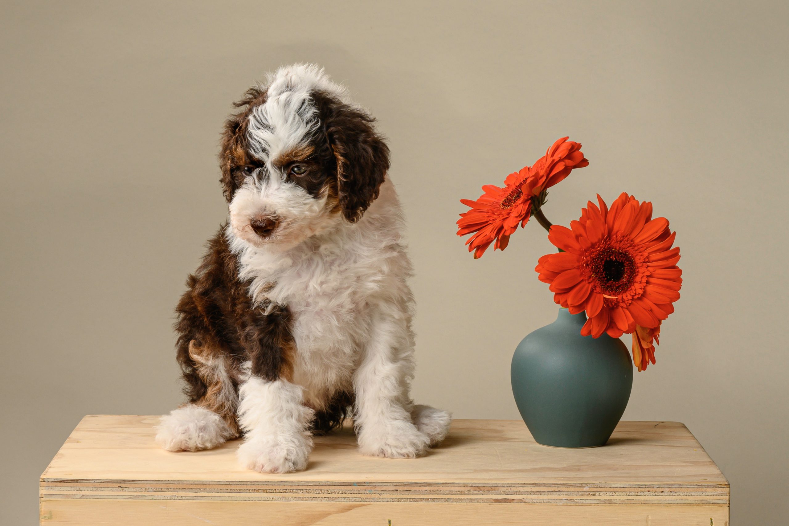 Murphy - Connie N. - Reserved - Male - Doodle Patch Farm