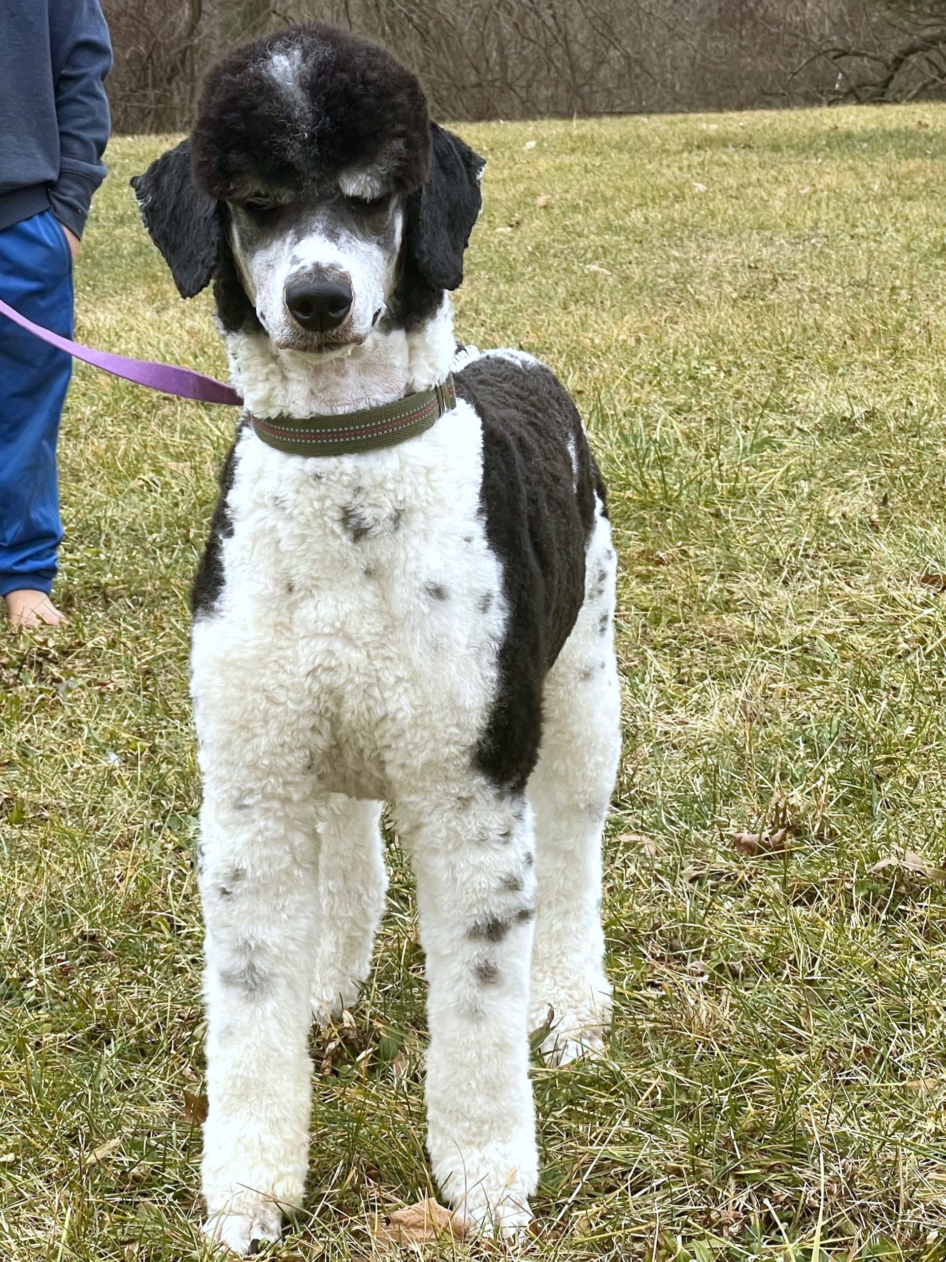 Drum Roll Please. . . Midsize Aussiedoodle Pups Arriving Soon - Doodle ...