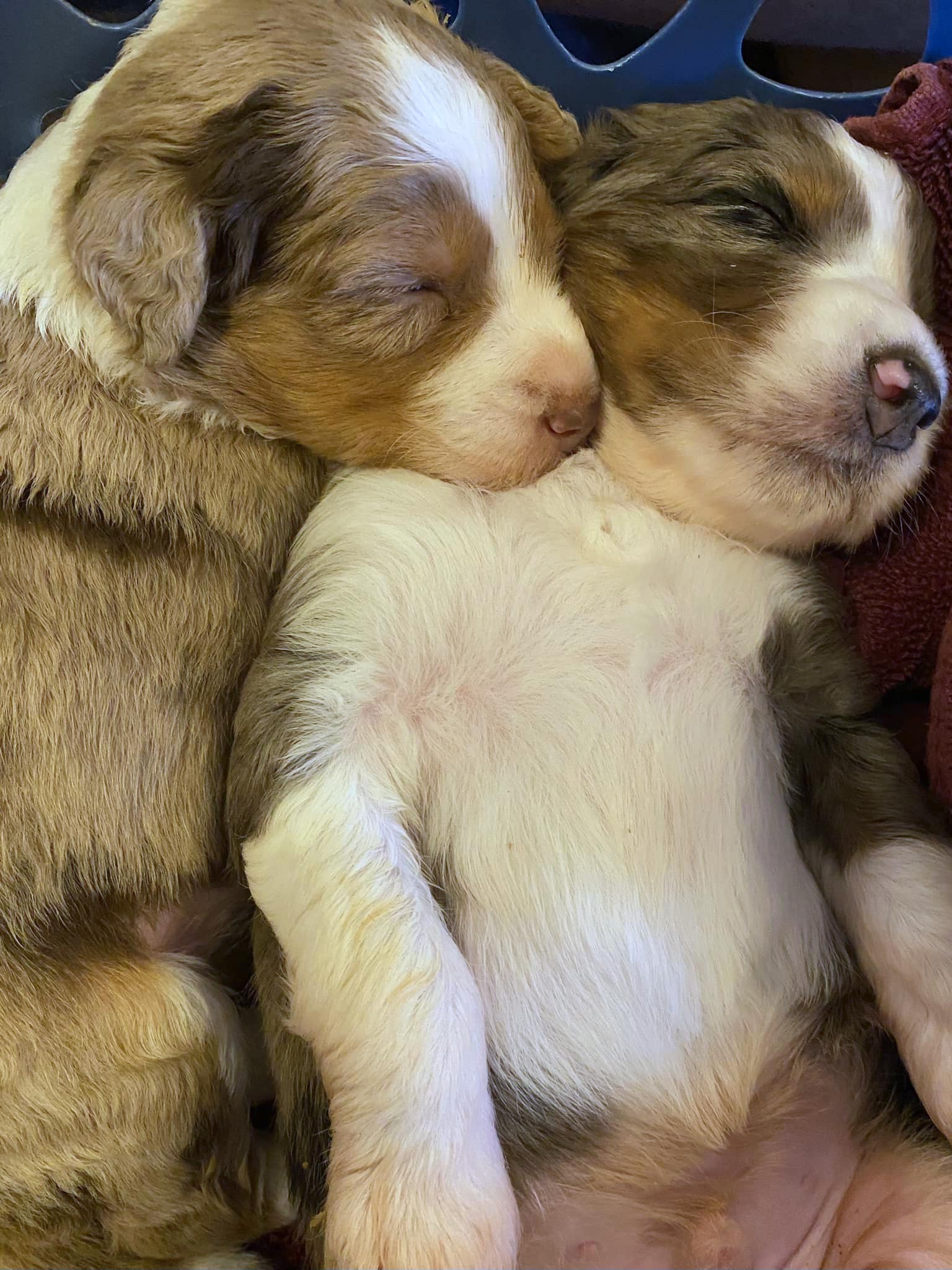 Exploding with color!!!! - Doodle Patch Farm