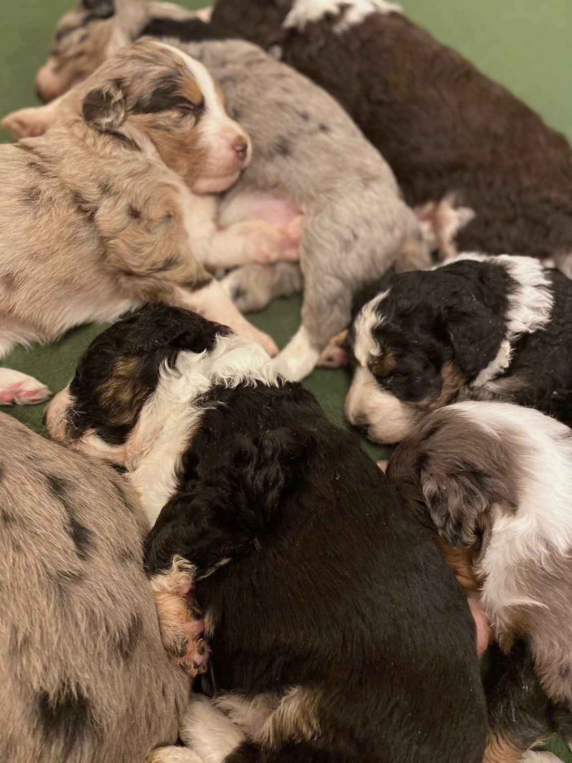 Exploding with color!!!! - Doodle Patch Farm