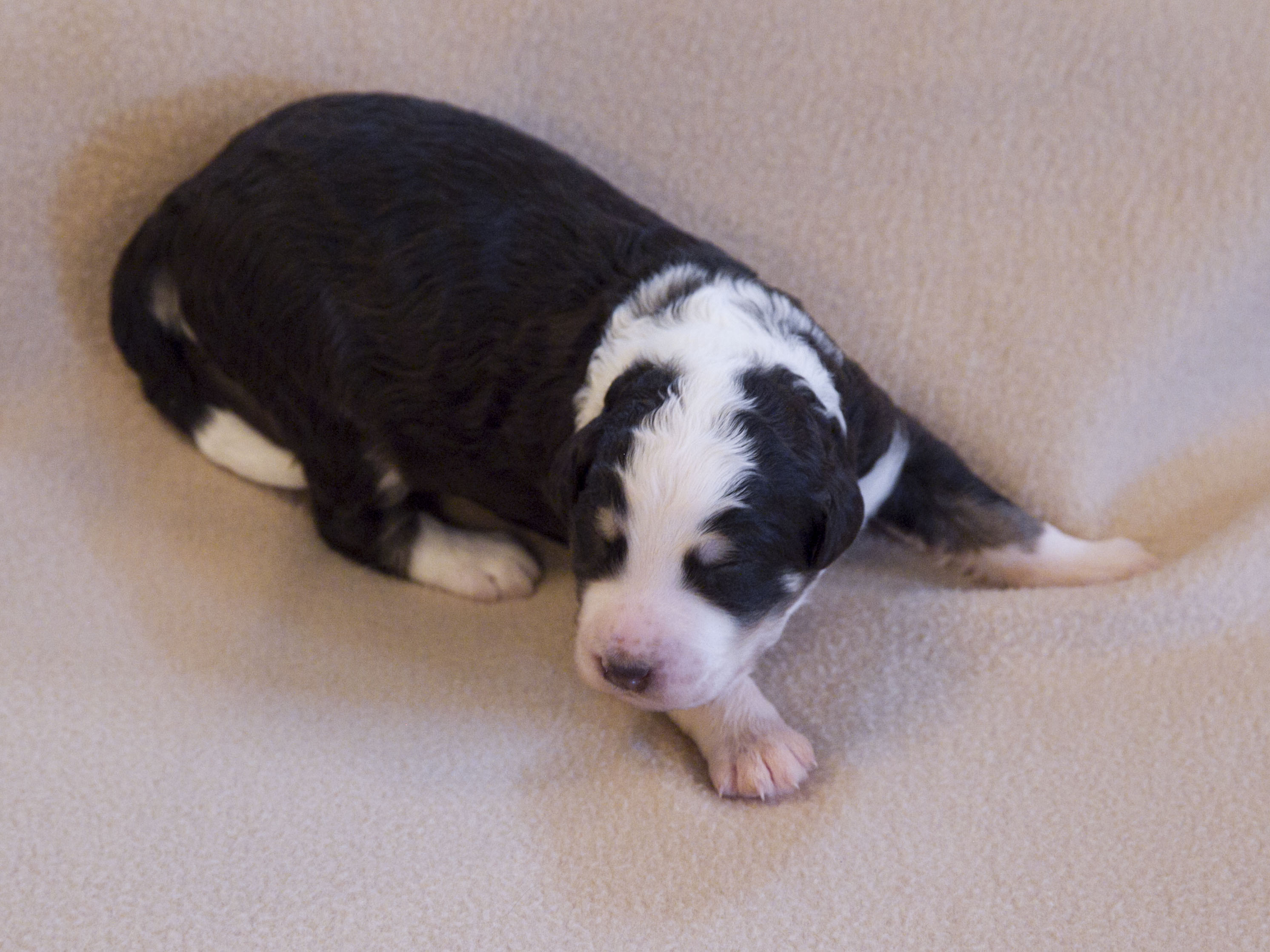 Boomer - Male - Phantom Brown & White - Doodle Patch Farm