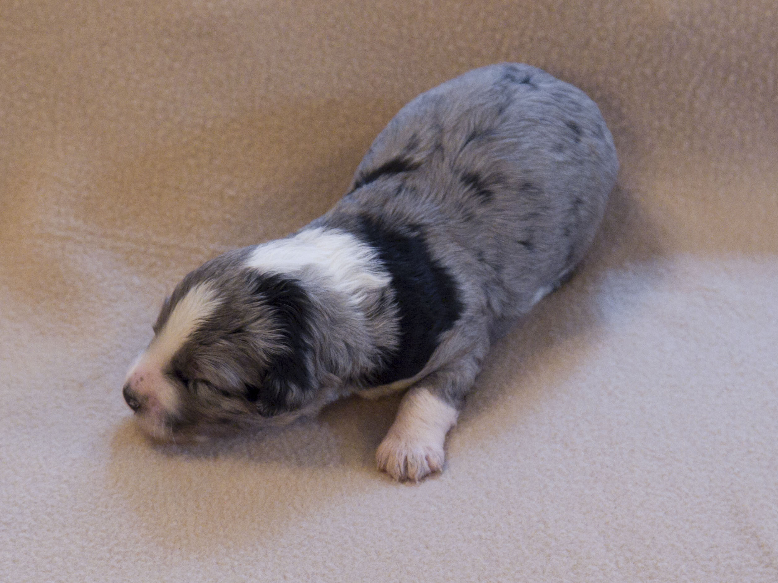 Sky - Female Blue Merle - Reserved - Emily C. - Doodle Patch Farm