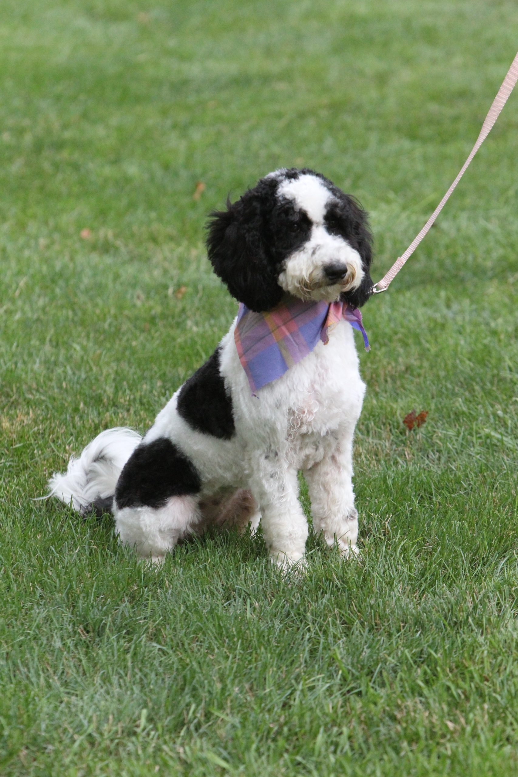 Guardian Homes for Dogs and Puppies