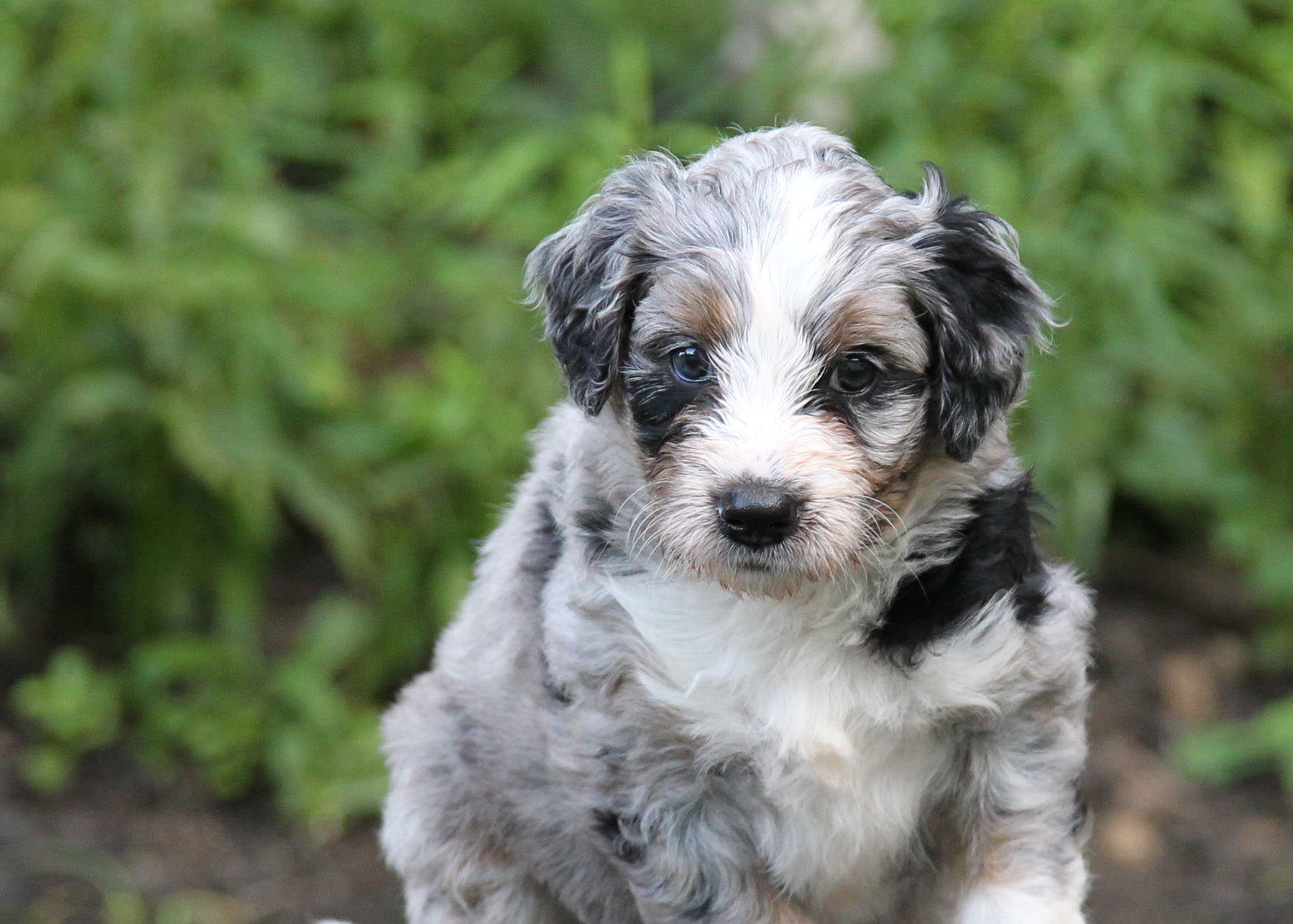 AK7E4498 - Doodle Patch Farm