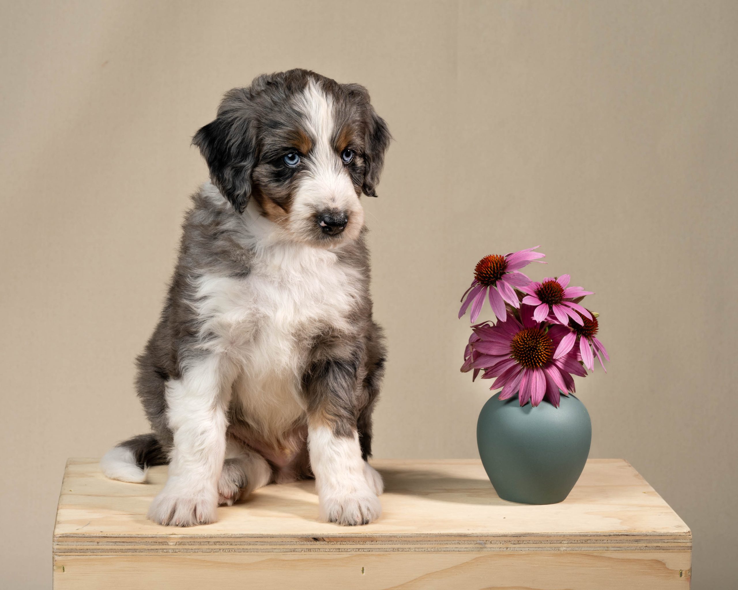 Charllie - Doodle Patch Farm