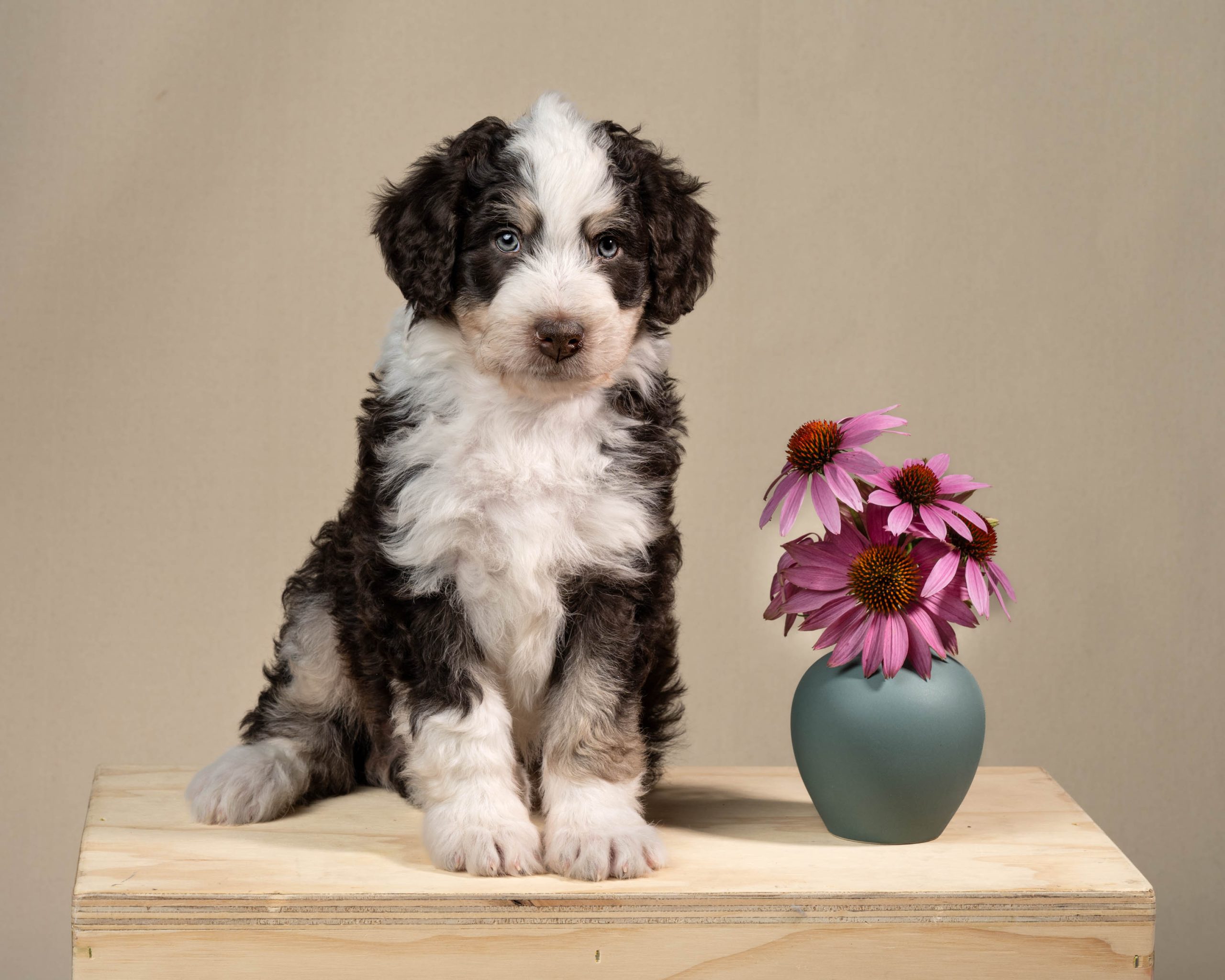 Boomer - Male Phantom Brown & White - Reserved - Emily & Dave - Doodle ...