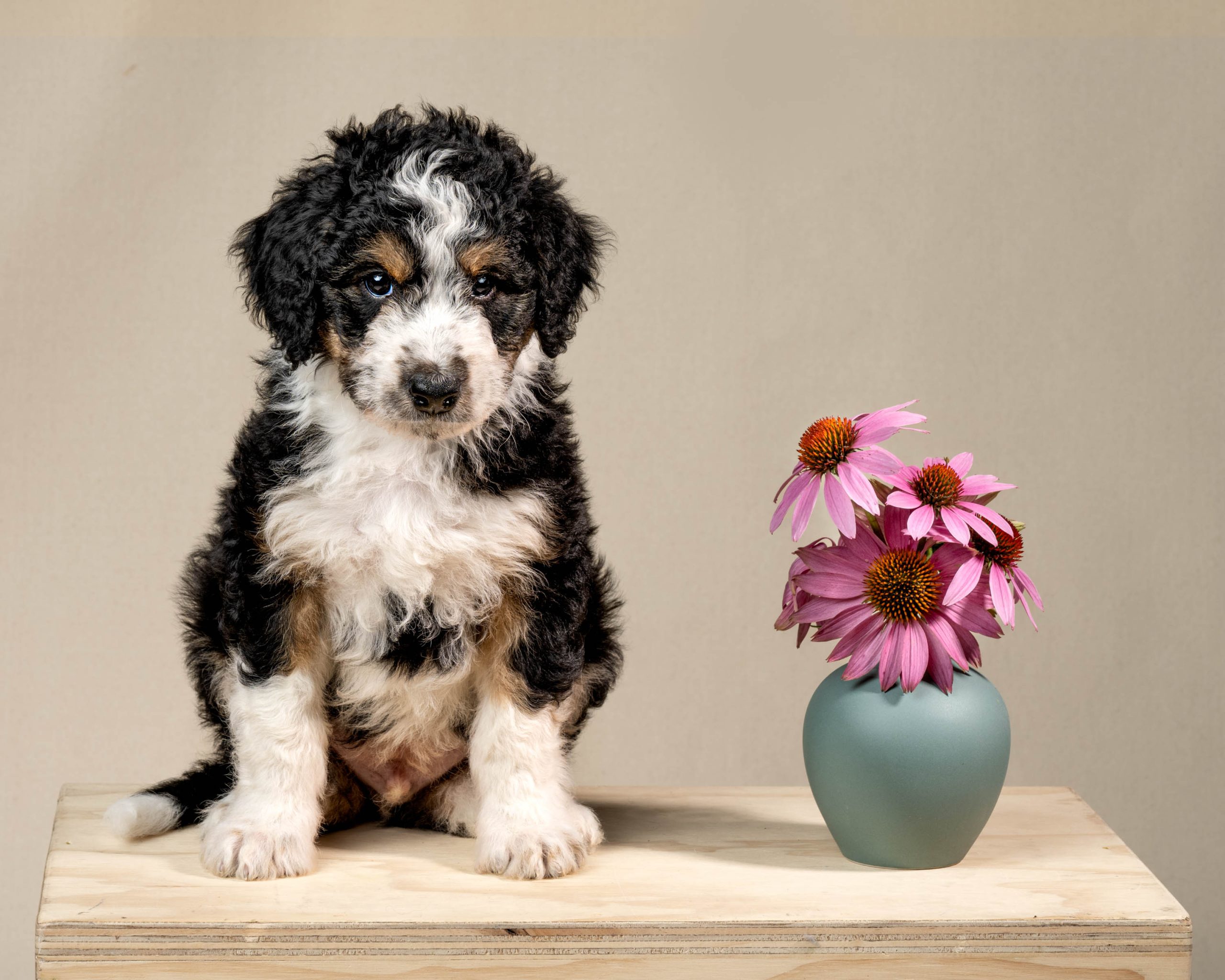 Lincoln - Male Phantom Tri Color - Reserved - Pam & Craig H. - Doodle ...