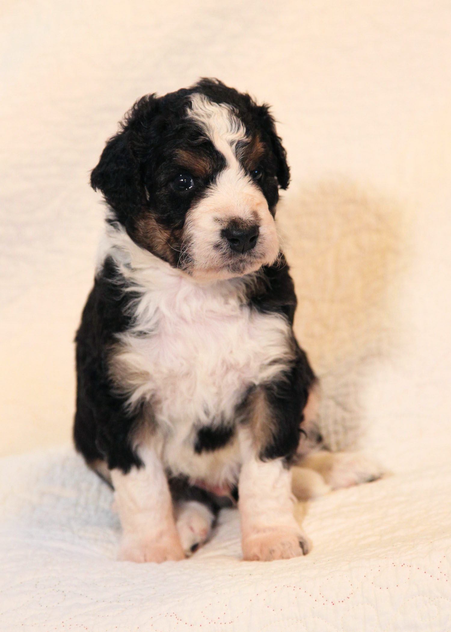 Lincoln - Male Phantom Tri Color - Reserved - Pam & Craig H. - Doodle ...