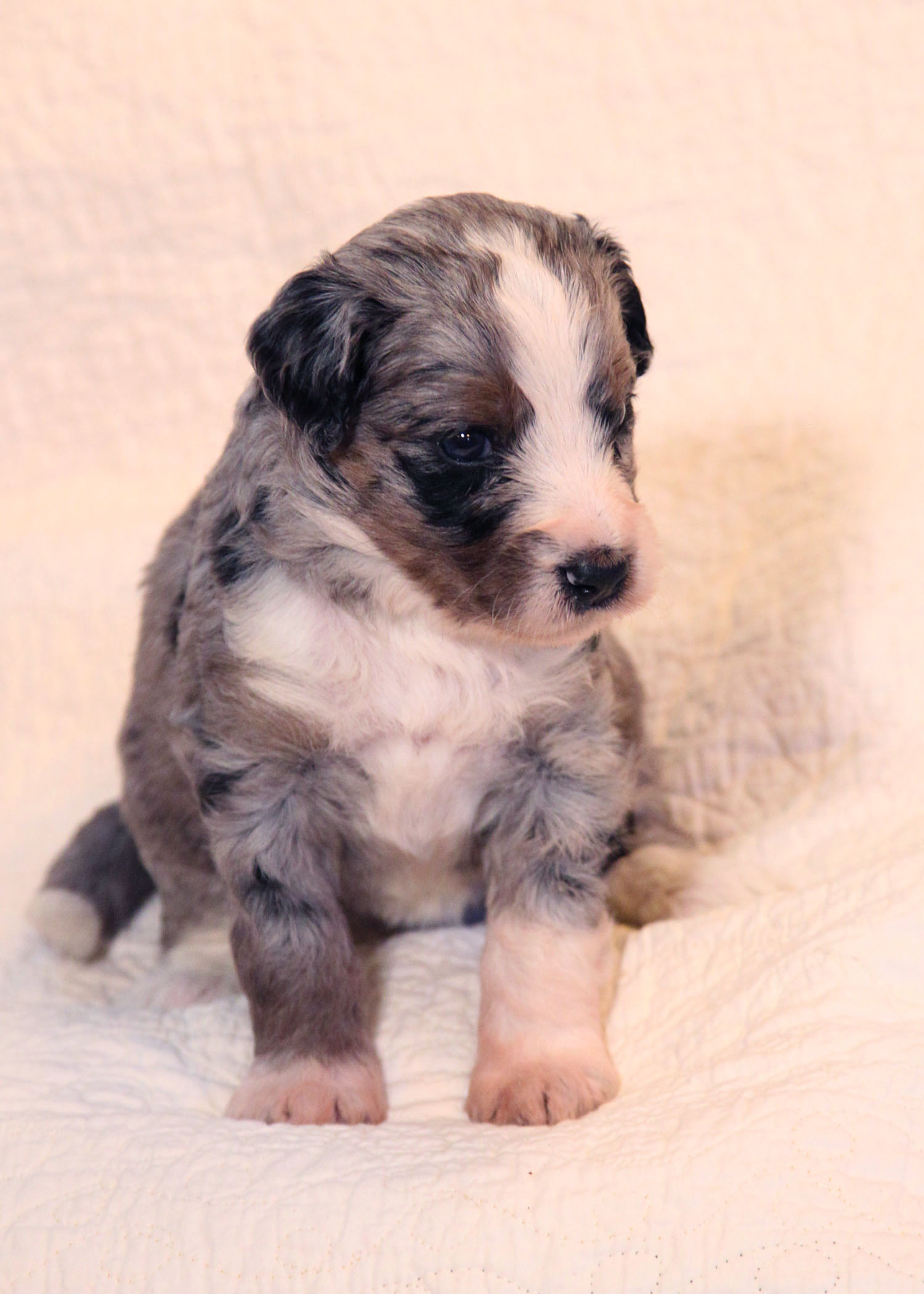 Sky - Female Blue Merle - Reserved - Emily C. - Doodle Patch Farm