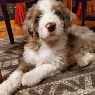 Mastering Aussiedoodle Grooming: A Comprehensive Guide - Doodle Patch Farm