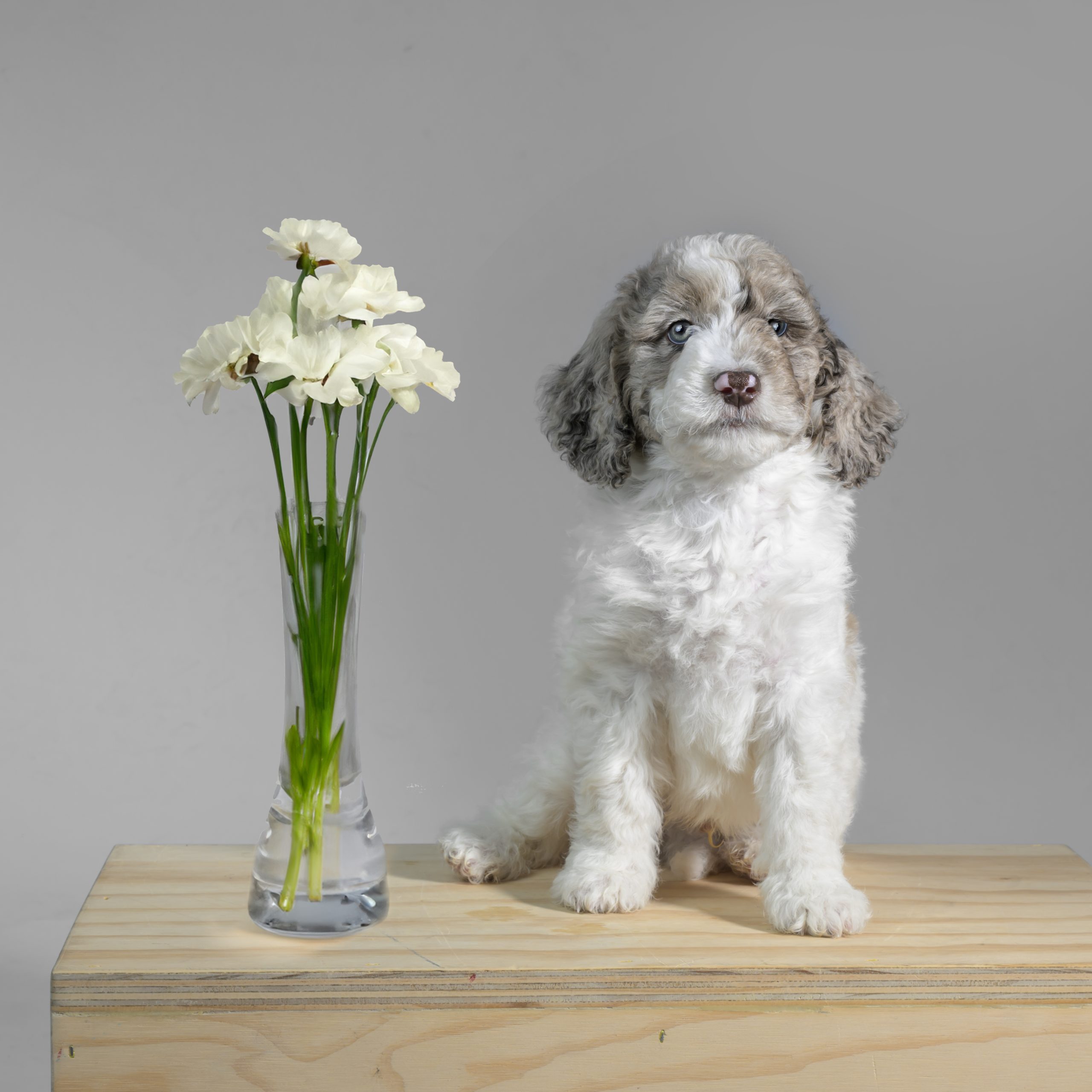 Percy - Male - Reserved - Natalie R. - Doodle Patch Farm