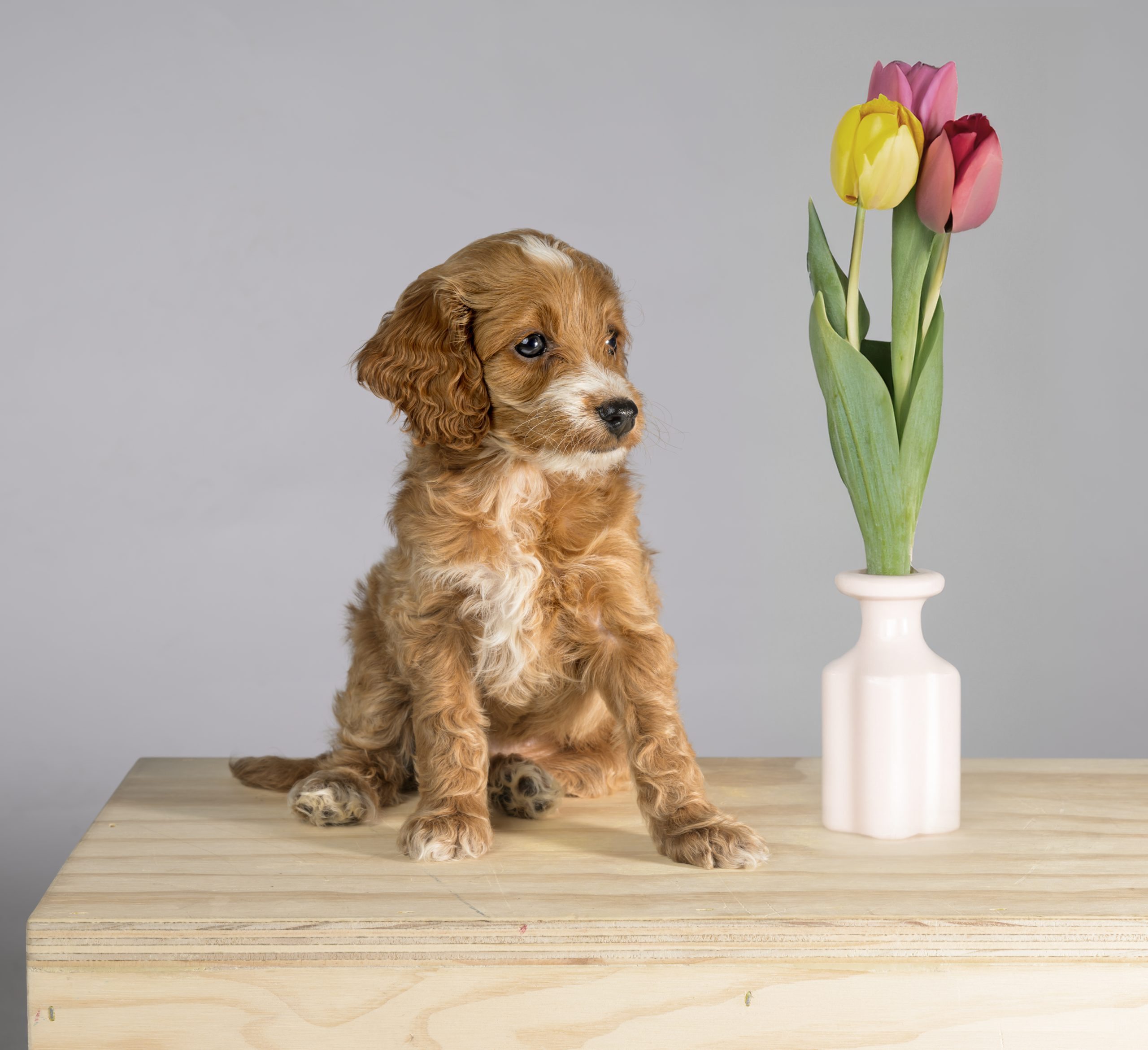 Birdie copy - Doodle Patch Farm