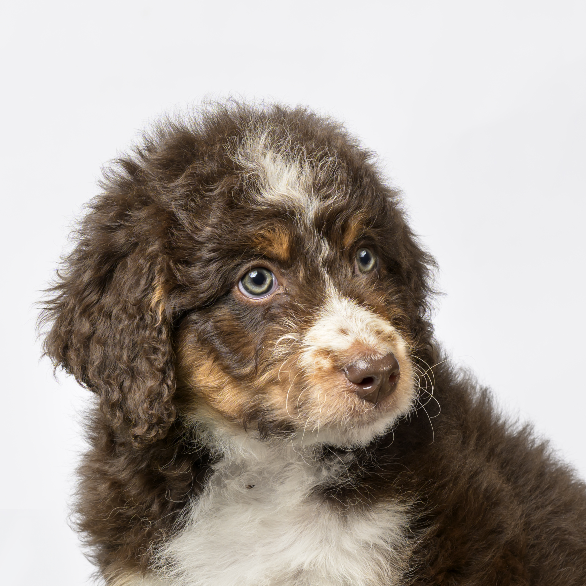 Cadence head copy - Doodle Patch Farm