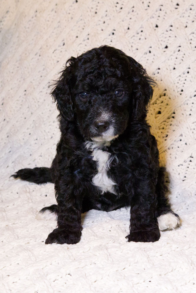 Freya-AK7E5645 - Doodle Patch Farm