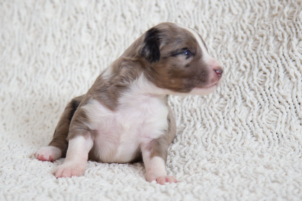 GUNNER-AK7E5396 - Doodle Patch Farm