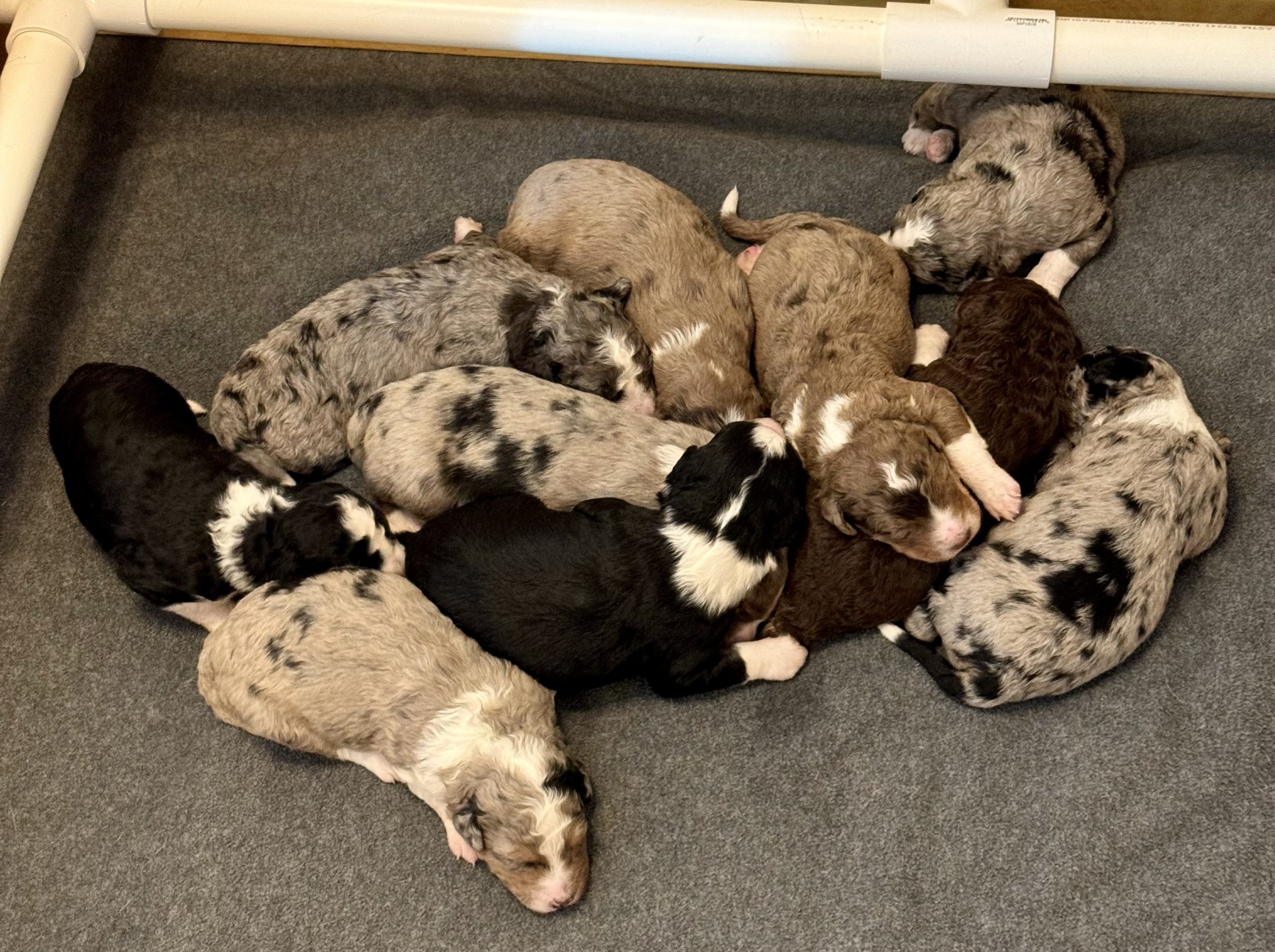 IMG_0898 - Doodle Patch Farm