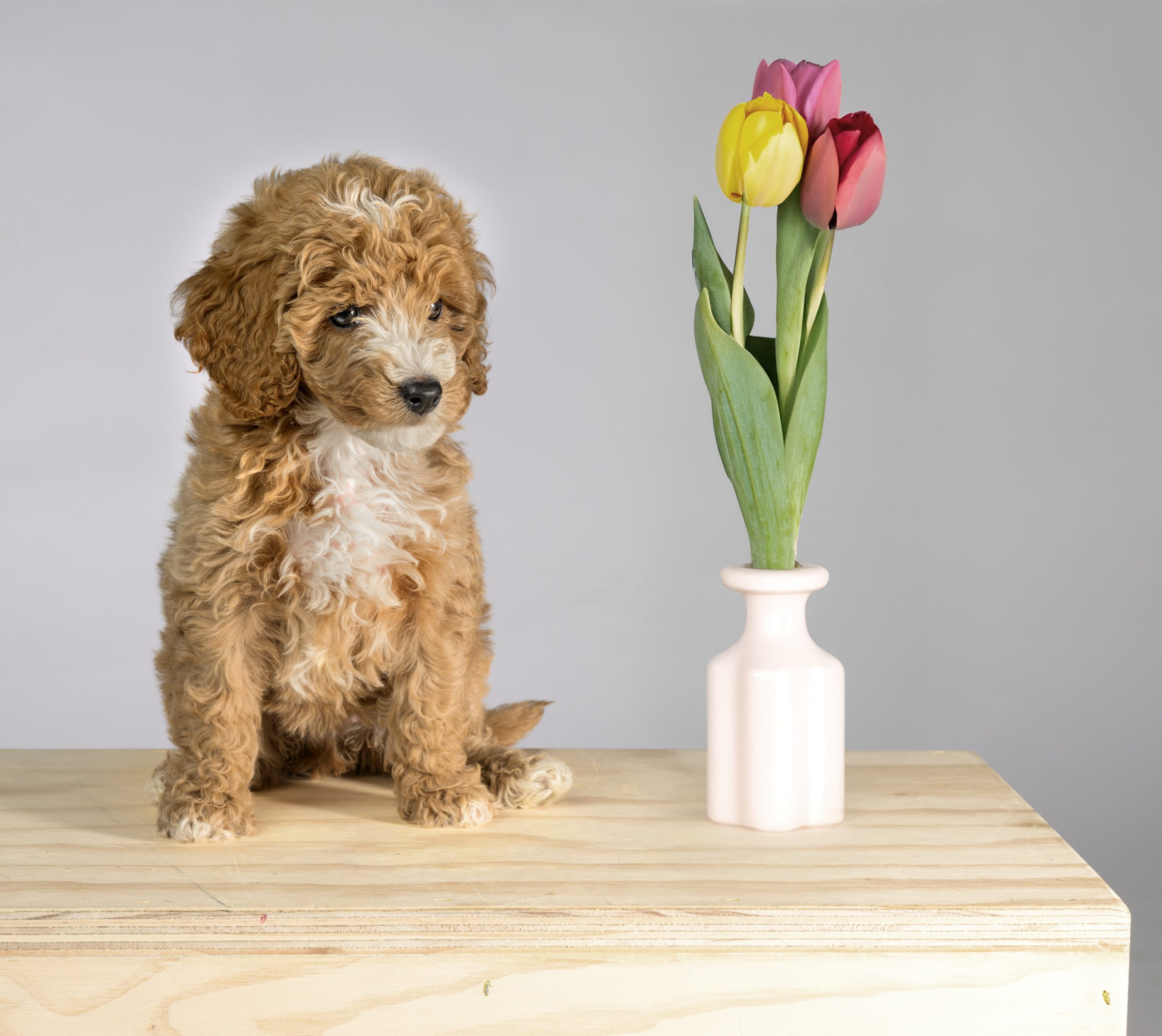 Star copy - Doodle Patch Farm