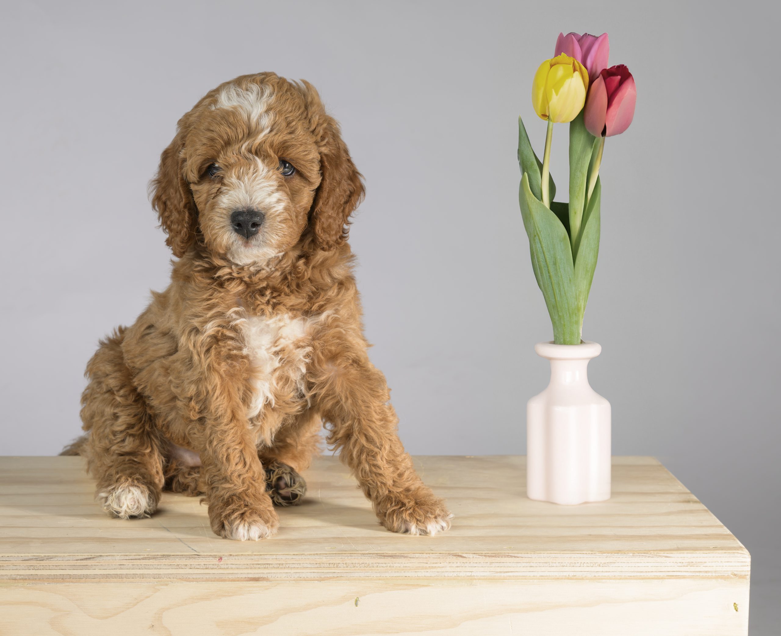 Teddy - Male - Reserved - Kyle R. - Doodle Patch Farm