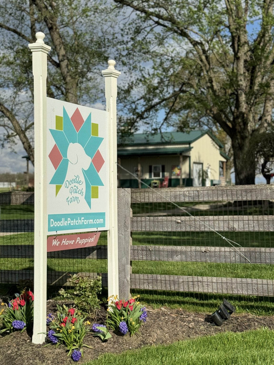 Reimagining Doodle Patch Farm - Doodle Patch Farm