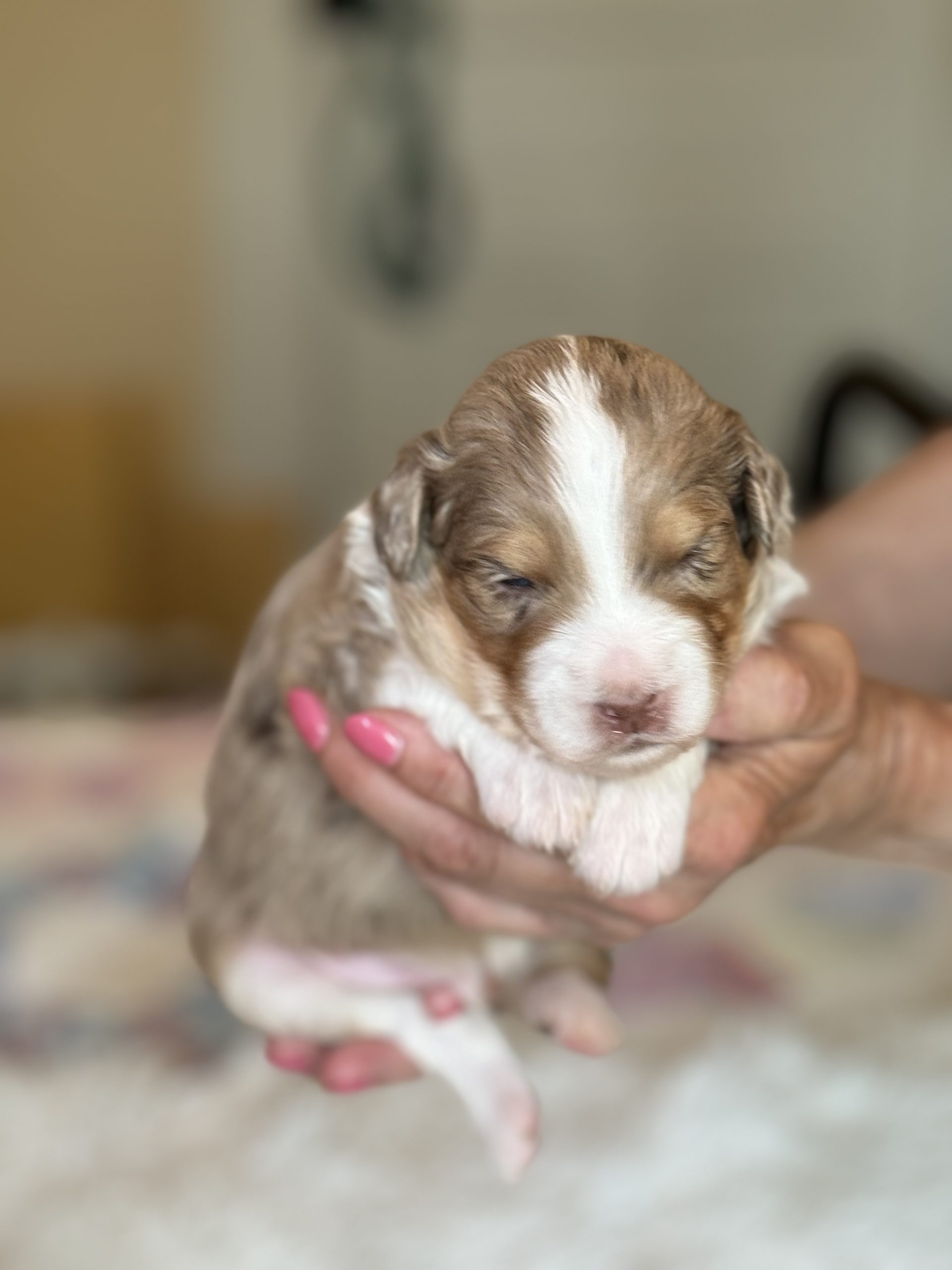 Puck 5 at two weeks - Doodle Patch Farm