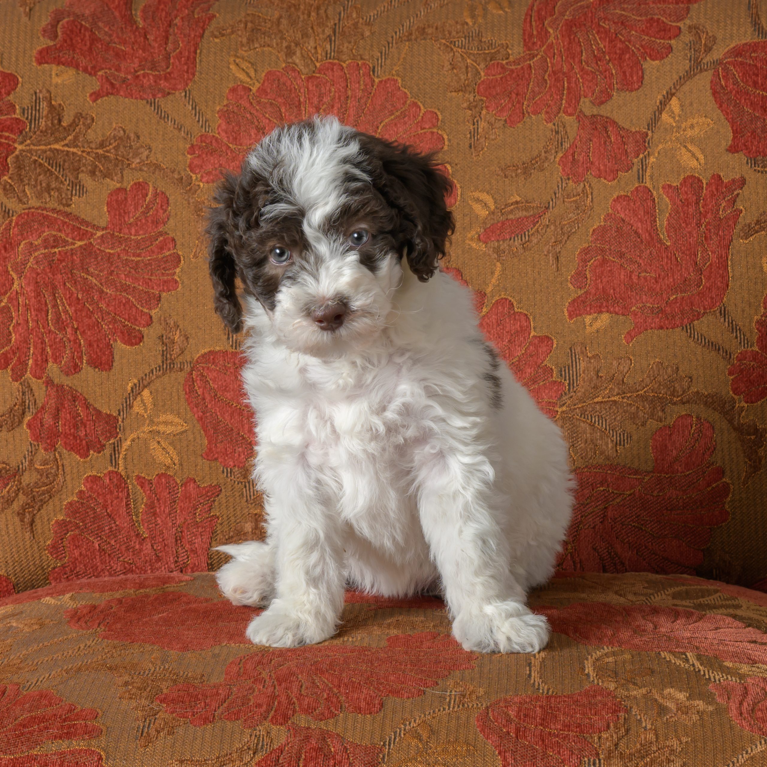 Dottie - RESERVED - Female - Doodle Patch Farm