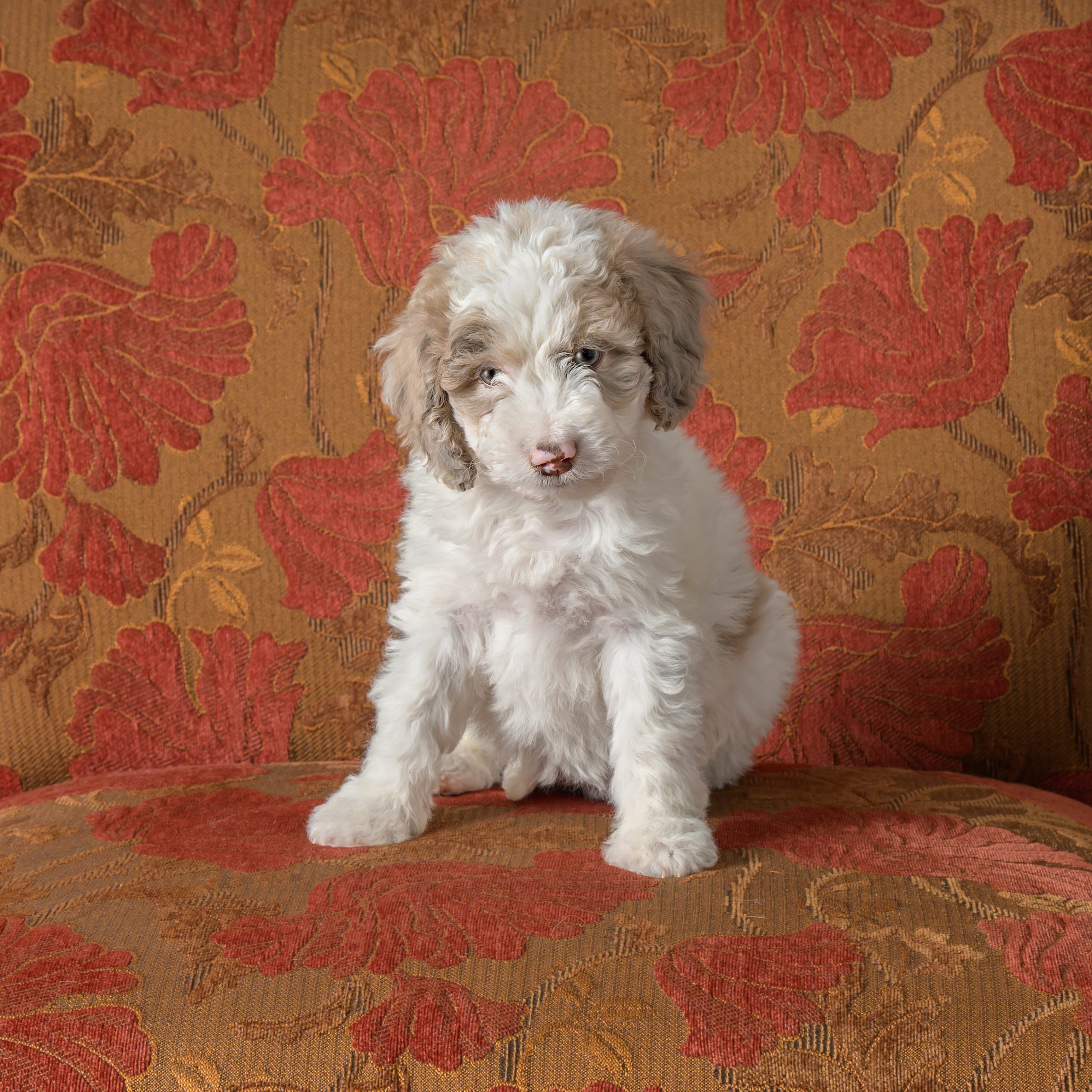 Sprinkles - RESERVED - Female - Doodle Patch Farm