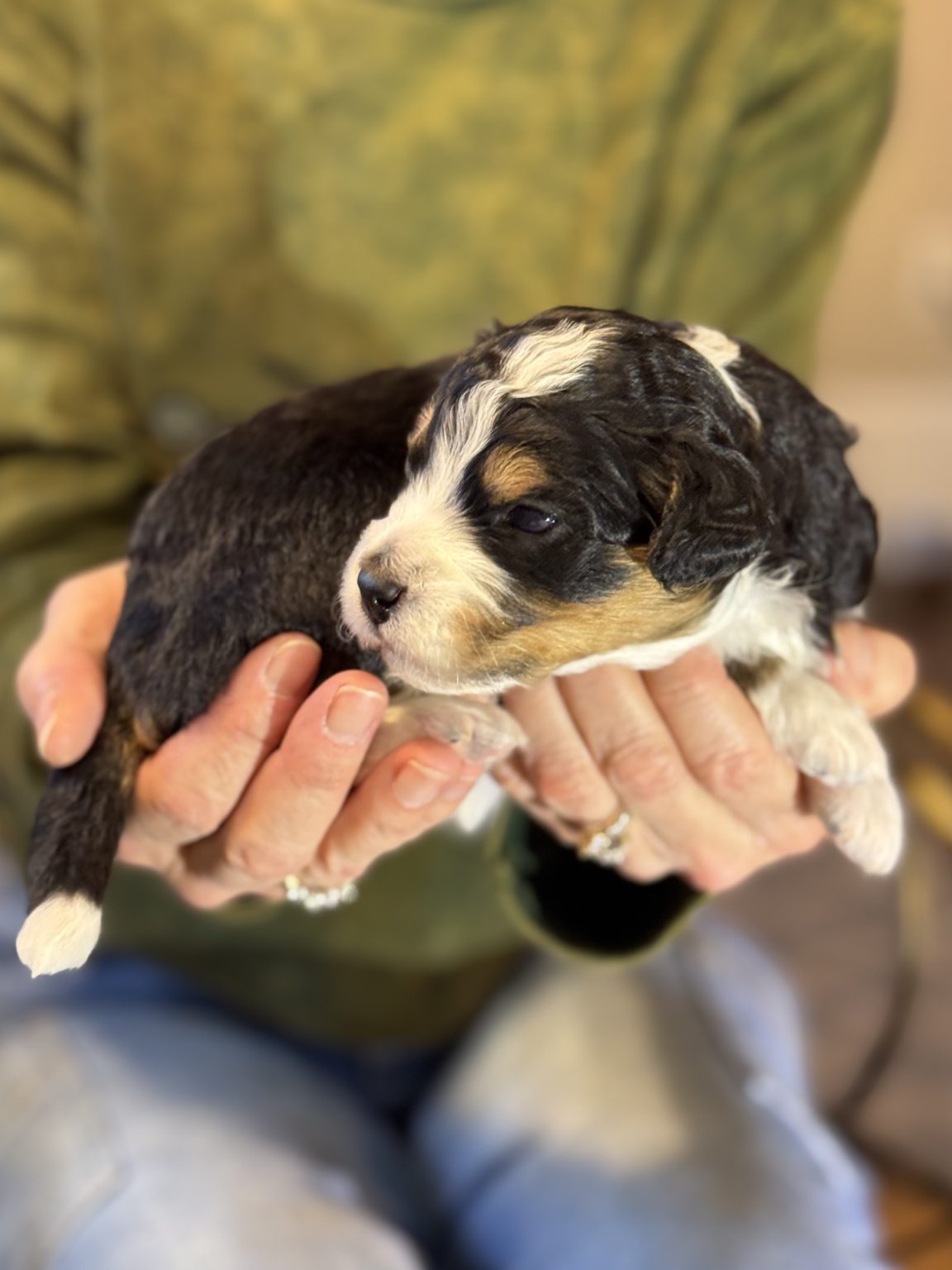 Montana - Female - RESERVED - Doodle Patch Farm
