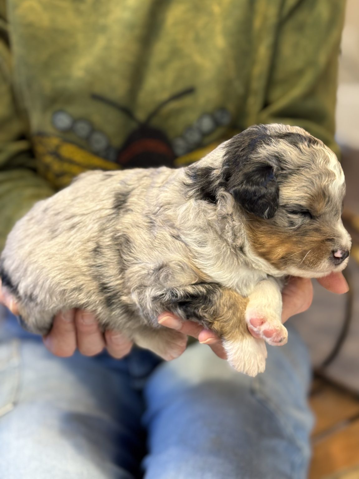 Raider - Male - RESERVED - Doodle Patch Farm