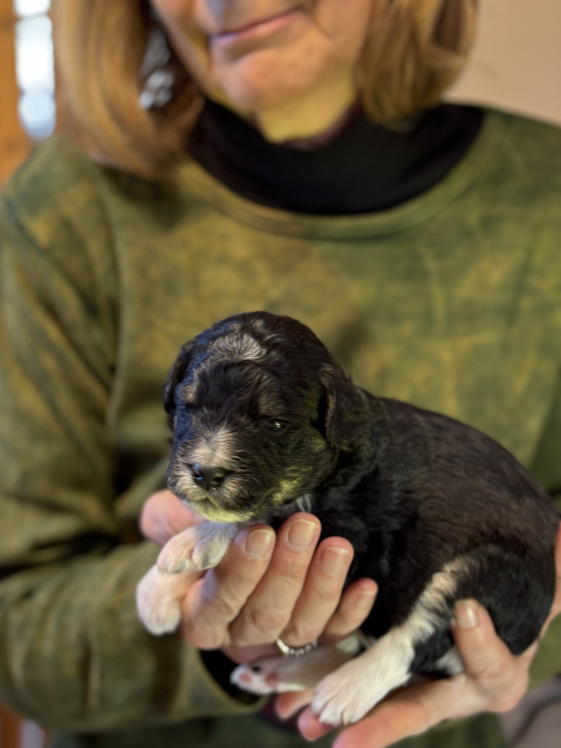 Rose IMG_2733 - Doodle Patch Farm