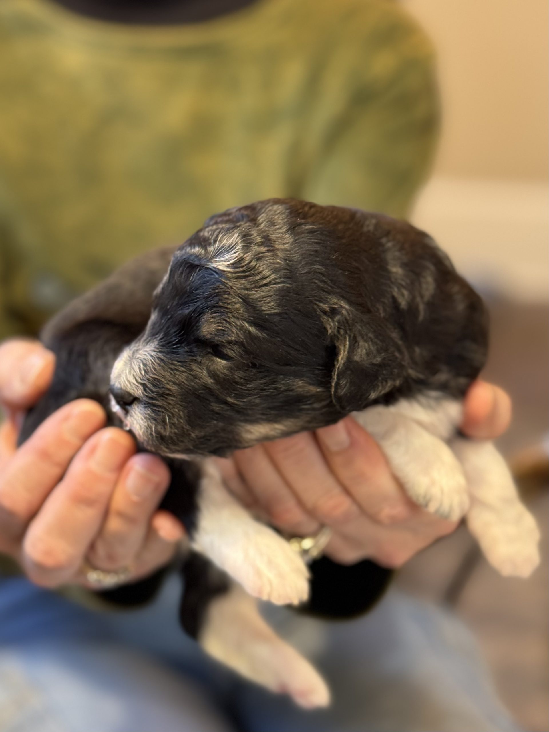 Rose IMG_2737 - Doodle Patch Farm