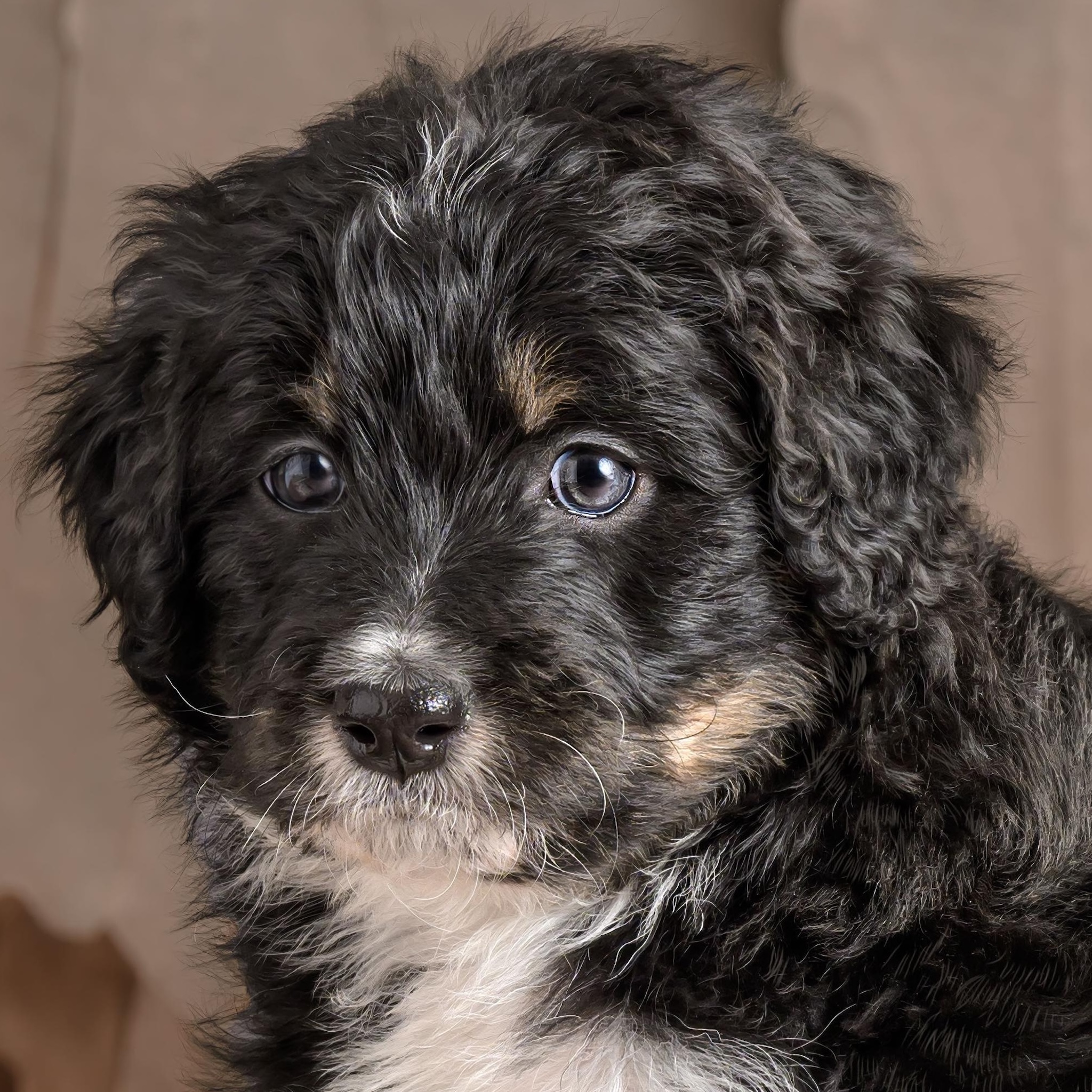 Rose - Doodle Patch Farm