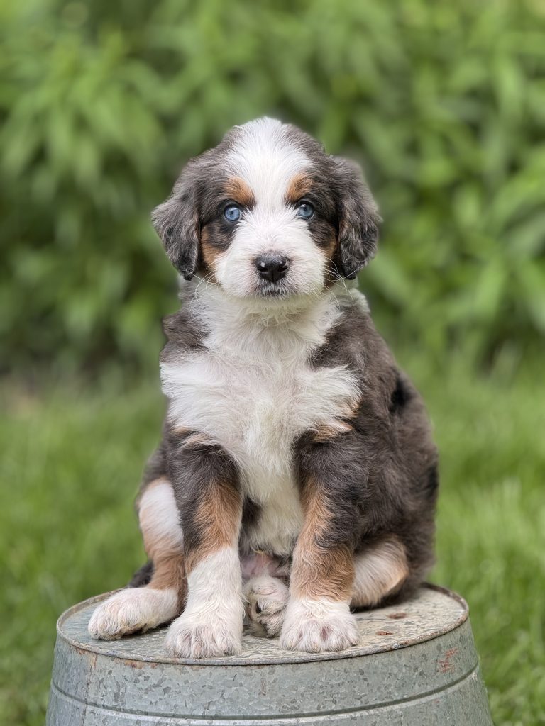 Bolt - Male - RESERVED - Doodle Patch Farm