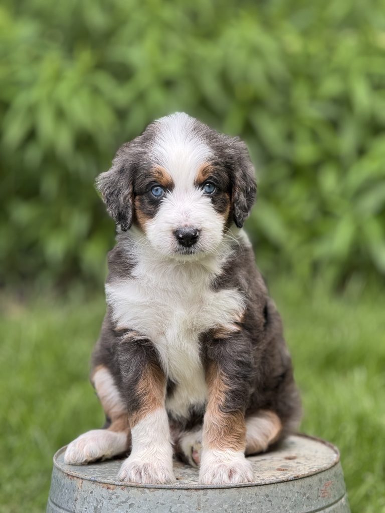 Bolt - Male - RESERVED - Doodle Patch Farm