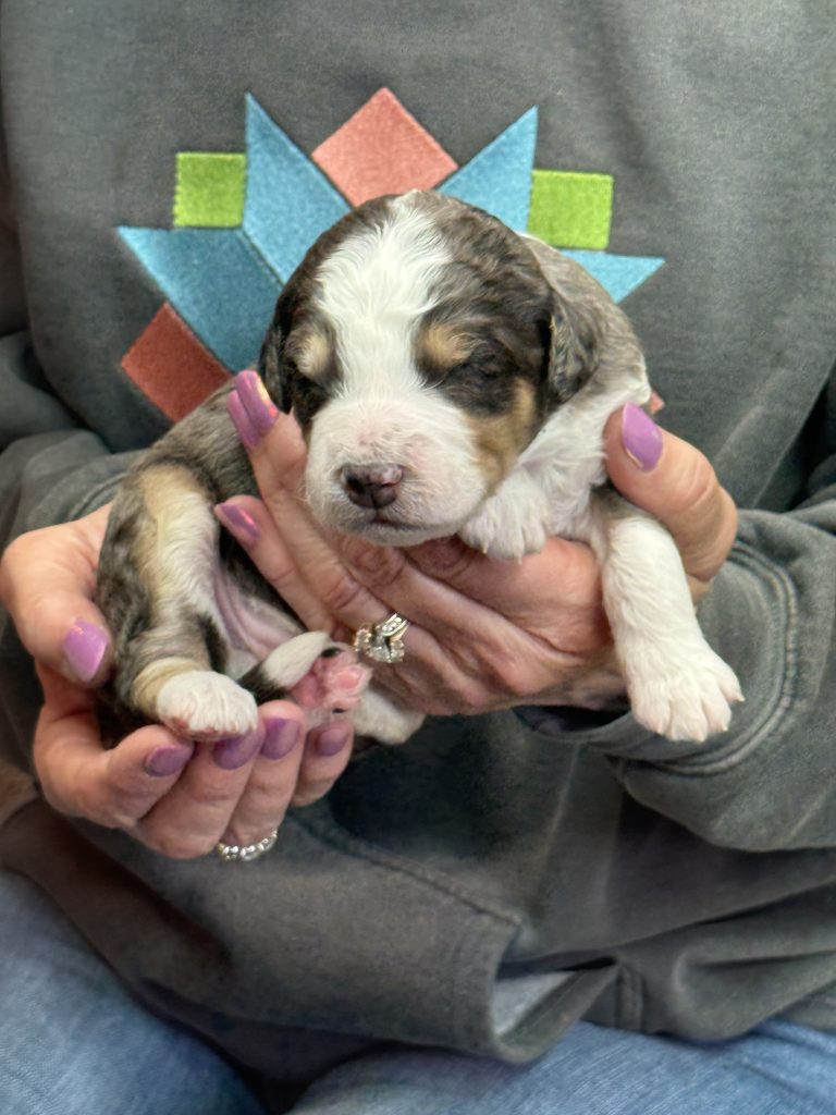 Zephyr - Male - RESERVED - Doodle Patch Farm