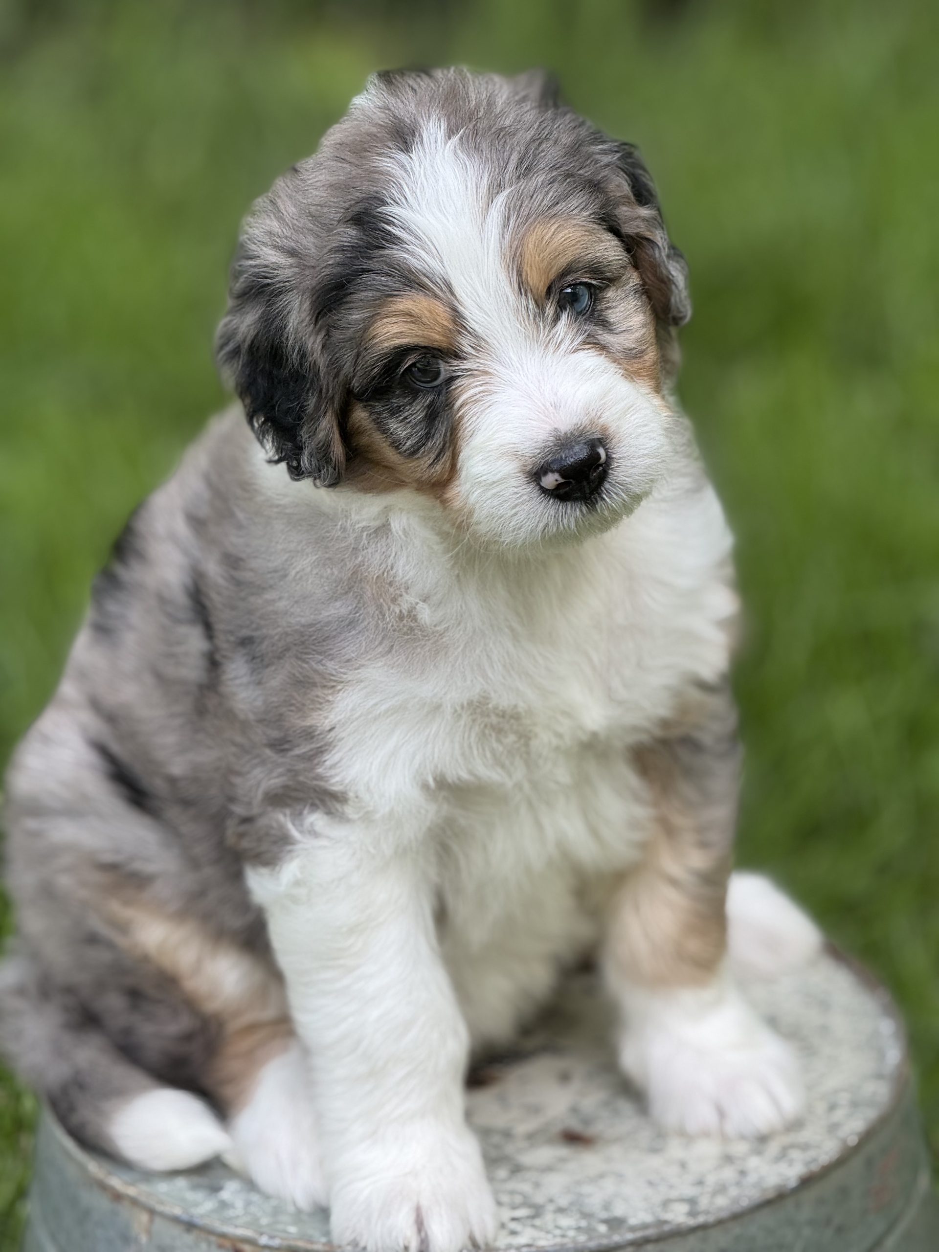 IVY-IMG_3846 - Doodle Patch Farm