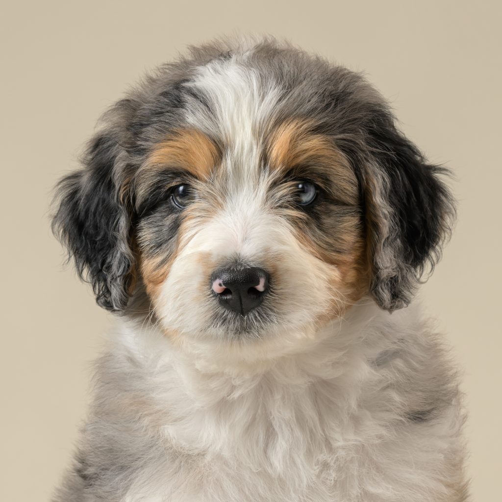 Ivy - Female - AVAILABLE for Guardian Home - Doodle Patch Farm