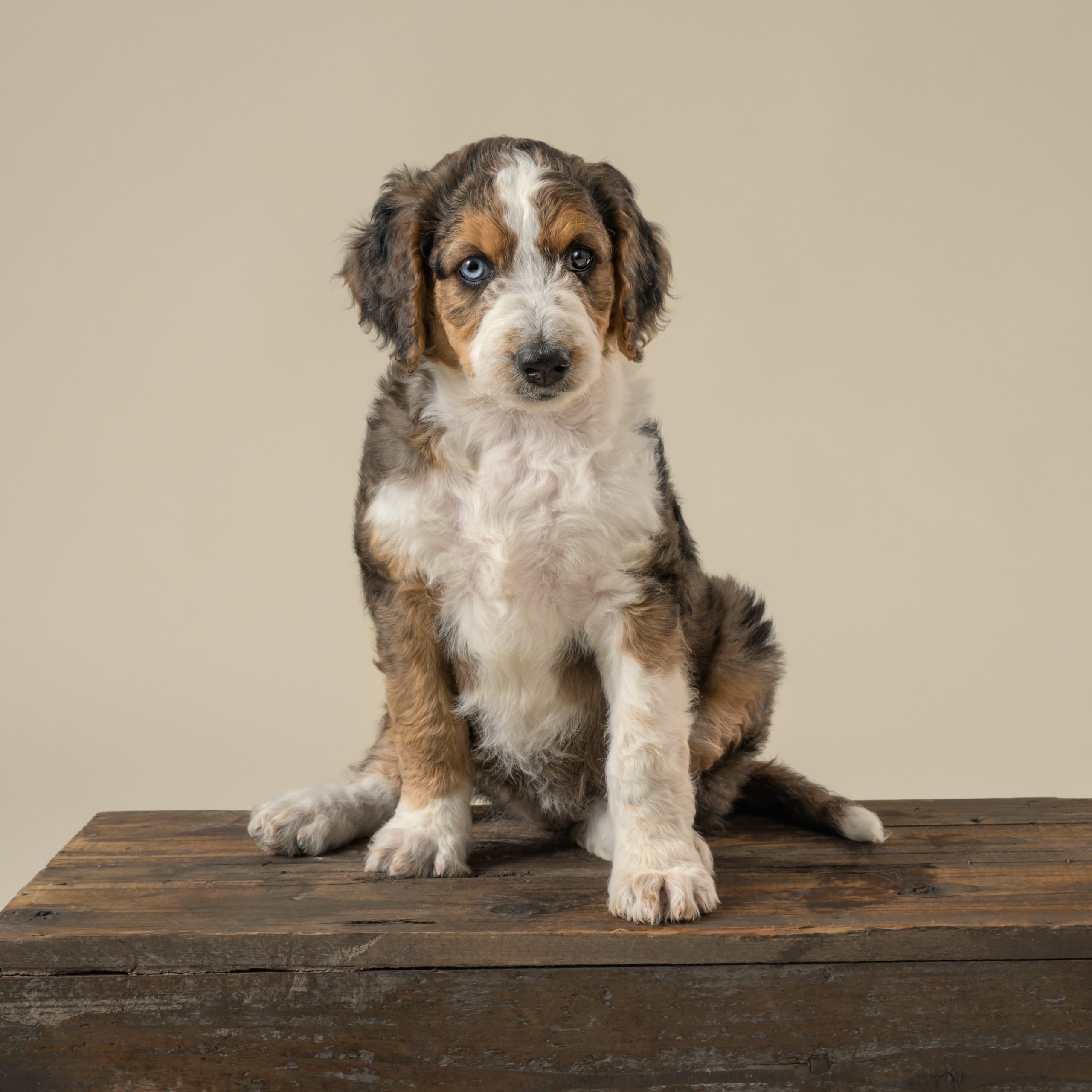 Meadow - Female - RESERVED - Doodle Patch Farm