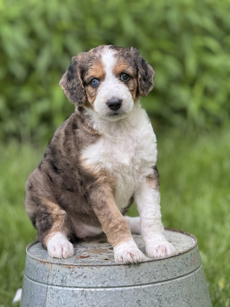 Meadow - Female - RESERVED - Doodle Patch Farm