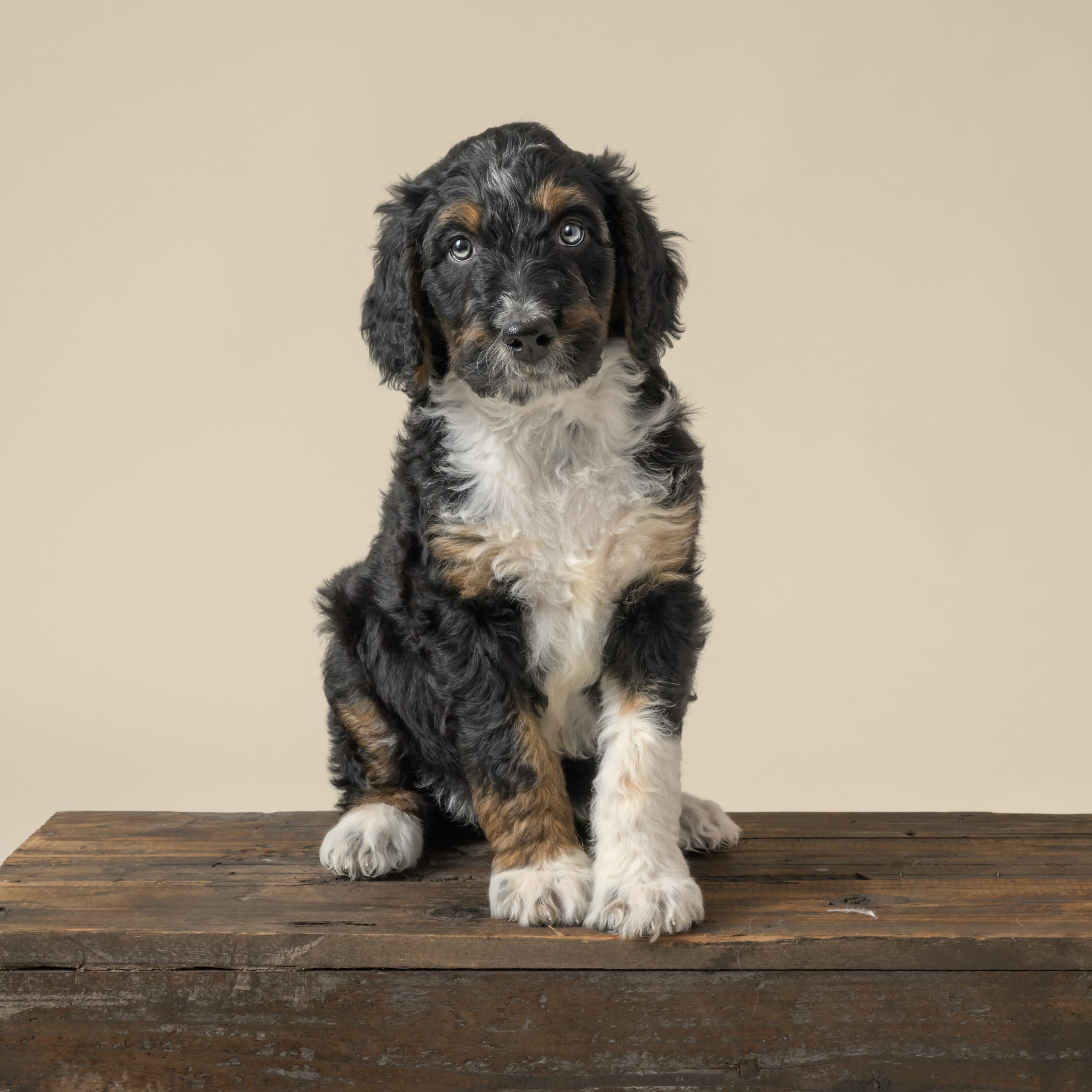 Rowan - Male - RESERVED - Doodle Patch Farm