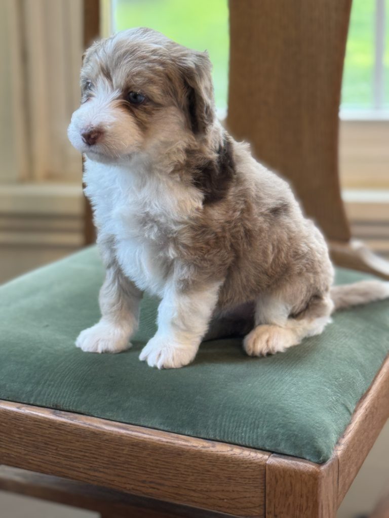 Bloom - Female - RESERVED - Doodle Patch Farm