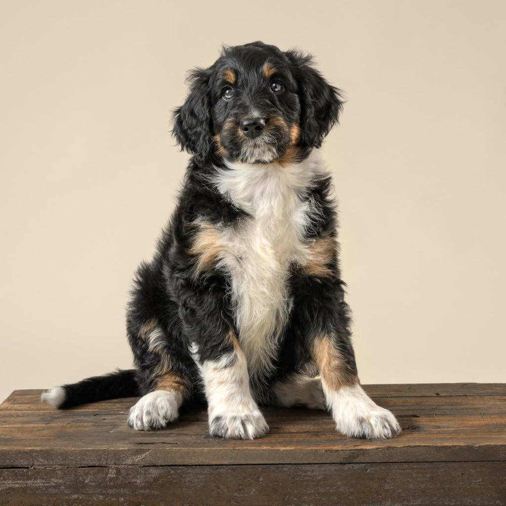 Dewey - Female - RESERVED - Doodle Patch Farm