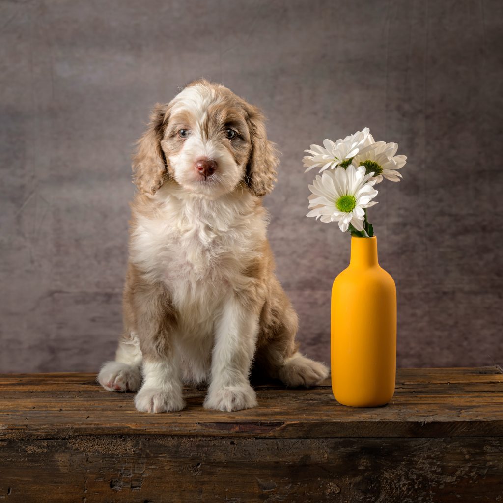 Dolce - Female RESERVED - Doodle Patch Farm