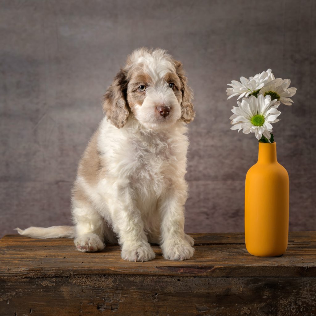 Maxwell - Male - RESERVED - Doodle Patch Farm