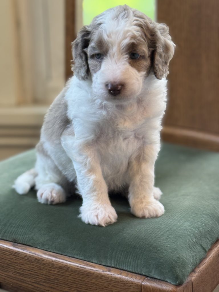 Maxwell - Male - RESERVED - Doodle Patch Farm