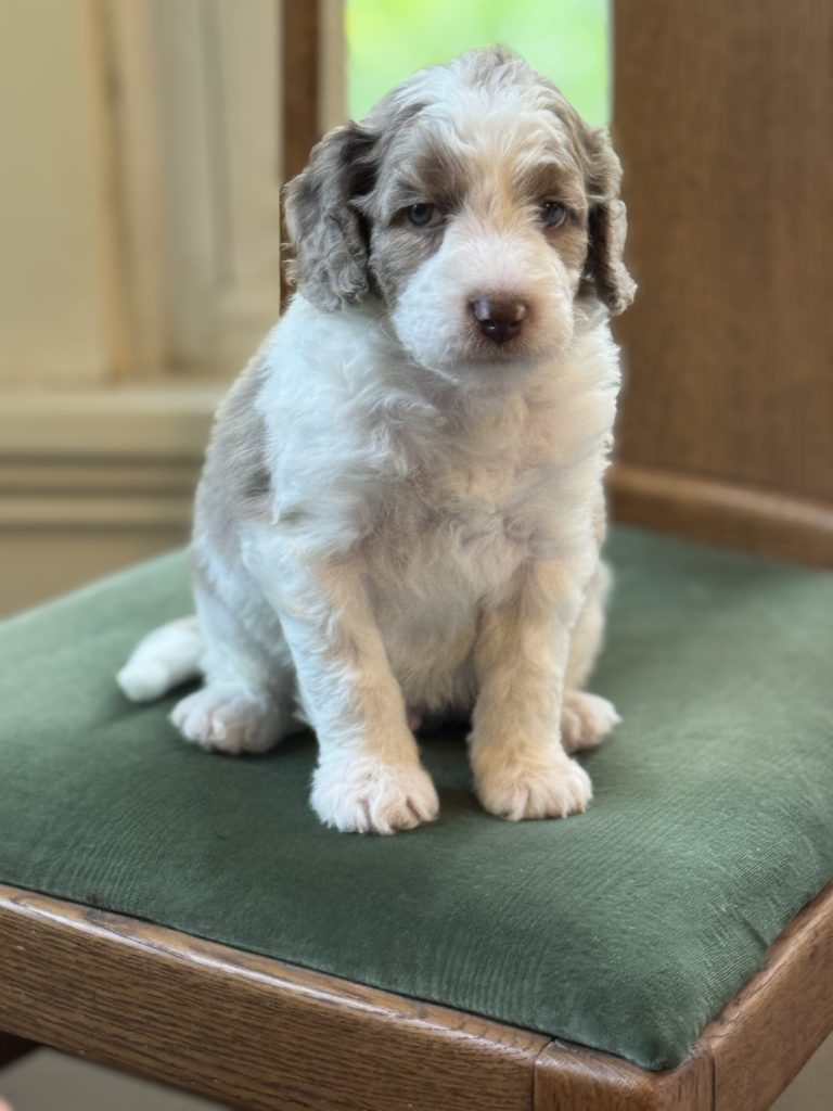 Maxwell - Male - RESERVED - Doodle Patch Farm