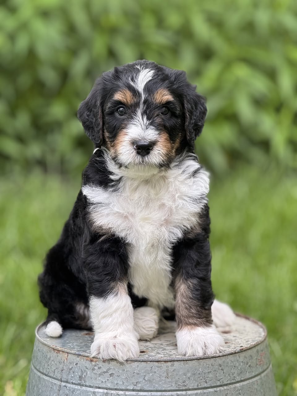 April Showers Brought Puddle Puppies to Doodle Patch Farm - Doodle ...