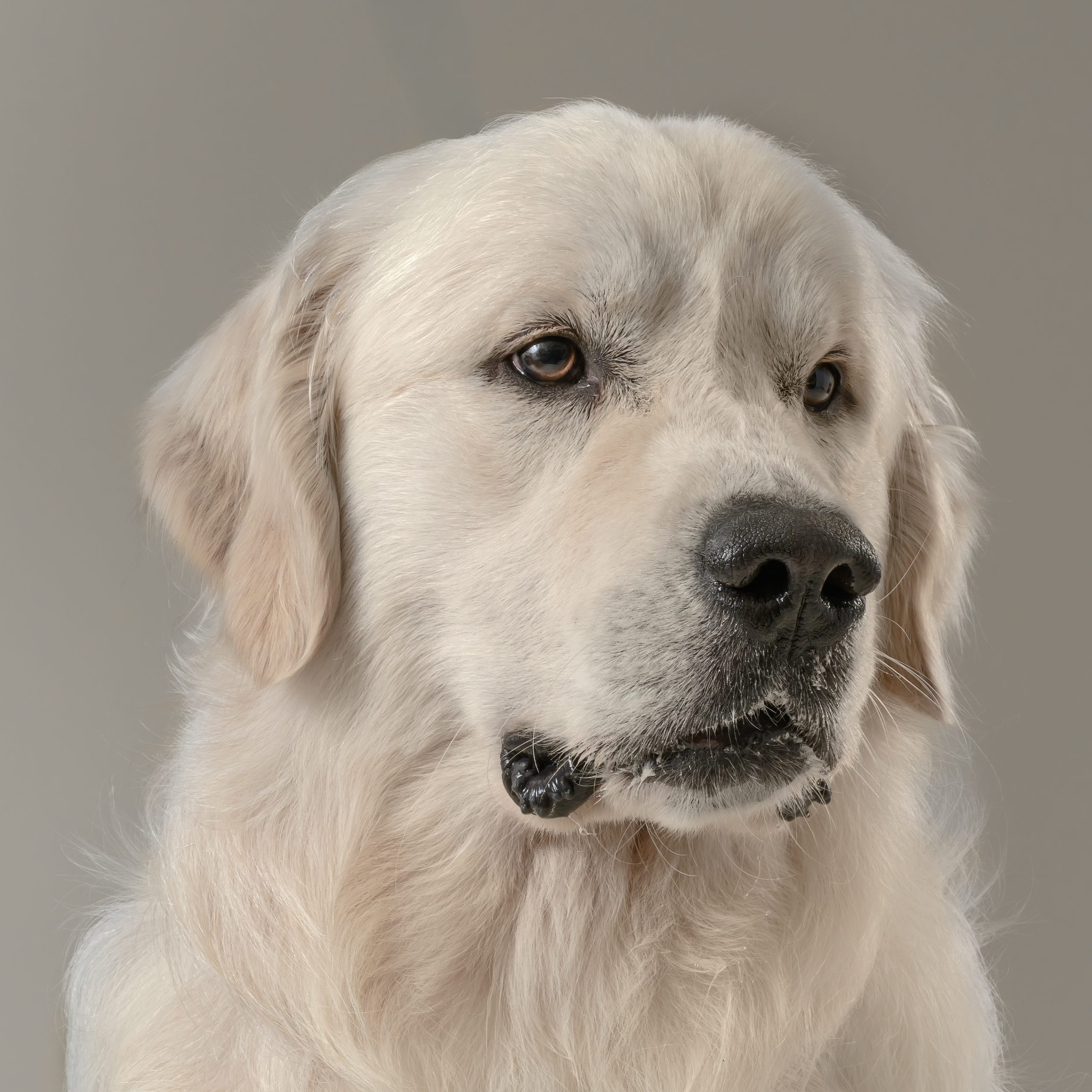 Friar Tuck of Doodle Patch Farm - Doodle Patch Farm