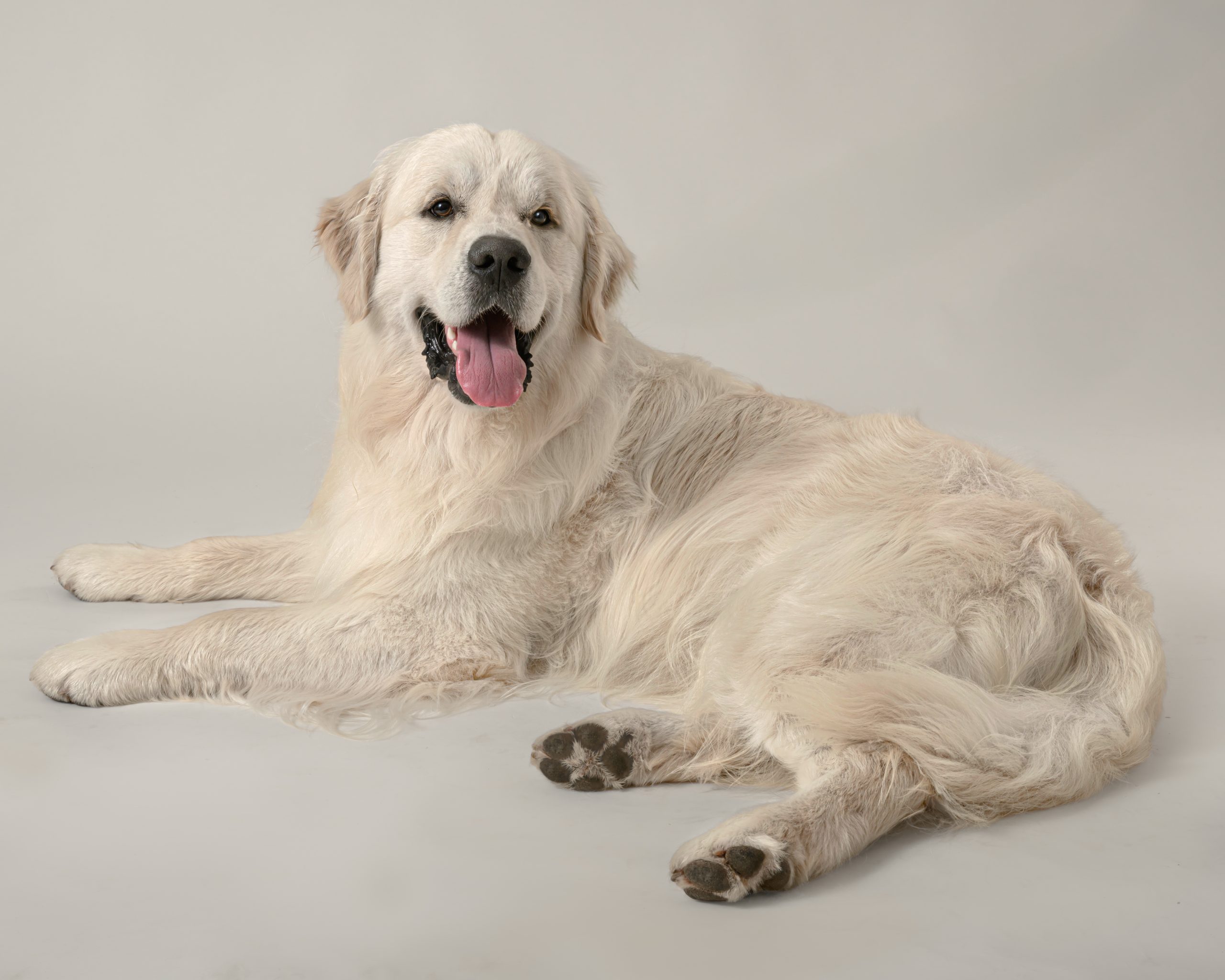 Tucker 20250526 -5 - Doodle Patch Farm